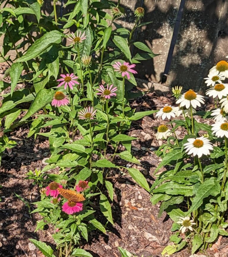 Purple Coneflower (Echinacea Purpurea): An Early Spring Emerging ...